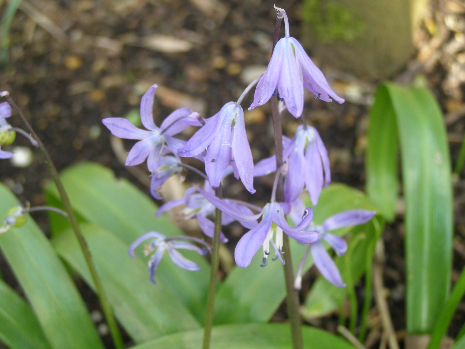 Scilla amoena - monksilvernursery.co.uk